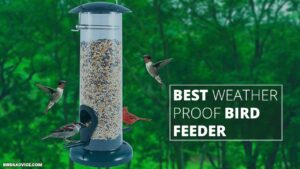 7 Best Weather Proof Bird Feeder | Birds Advice