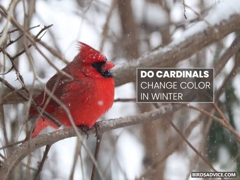 Are Cardinals Born Red Color Phases Of Northern Cardinals Are Cardinals Born Red Color Phases Of Northern Cardinals
