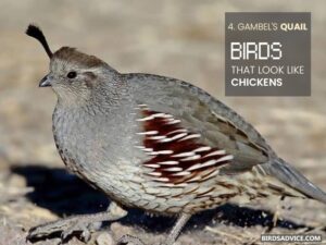 10 Birds That Look Like Chickens | Birds Advice