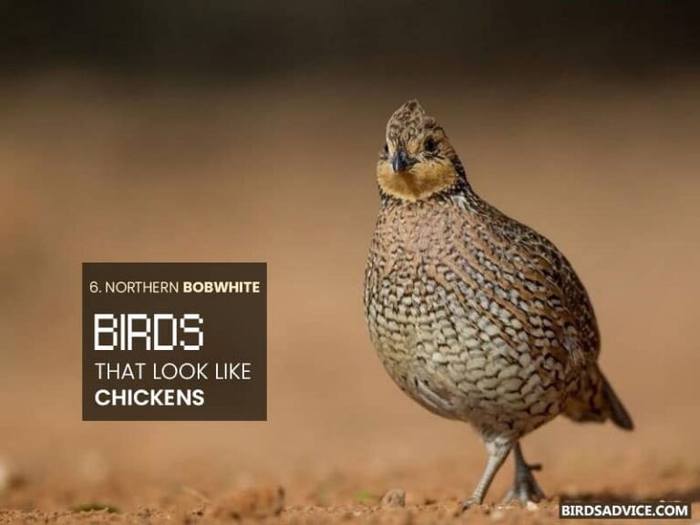 10 Birds That Look Like Chickens | Birds Advice