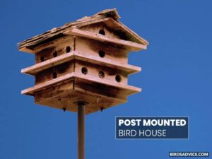 Best Bird Houses For Cardinal, Wren And More | Birds Advice