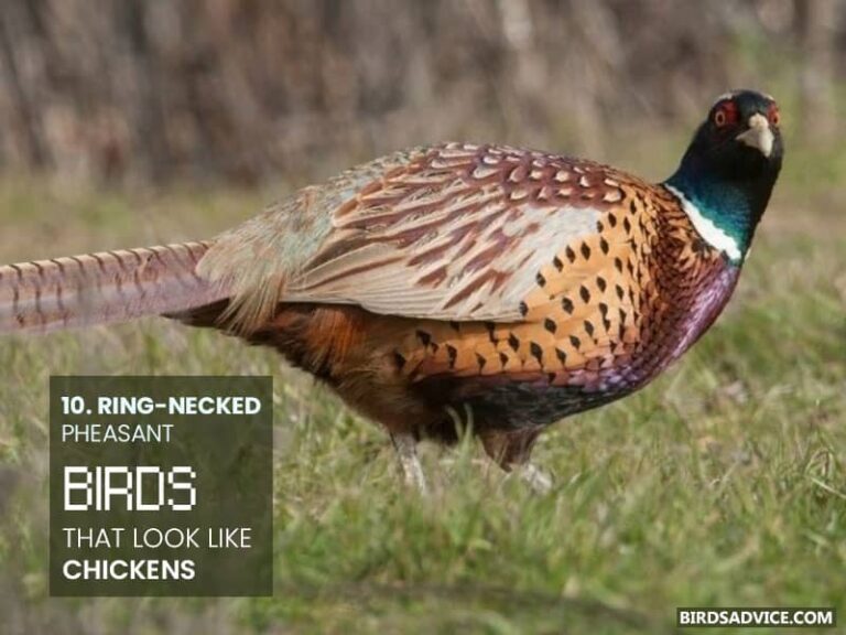 10 Birds That Look Like Chickens | Birds Advice