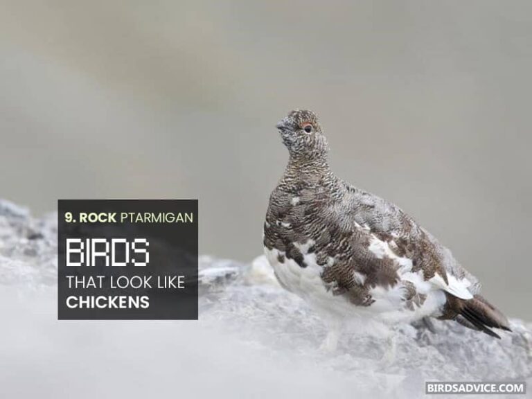 10 Birds That Look Like Chickens | Birds Advice