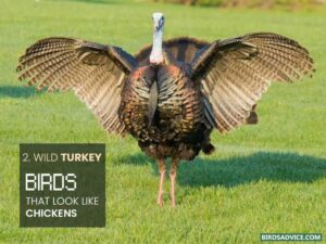 10 Birds That Look Like Chickens | Birds Advice