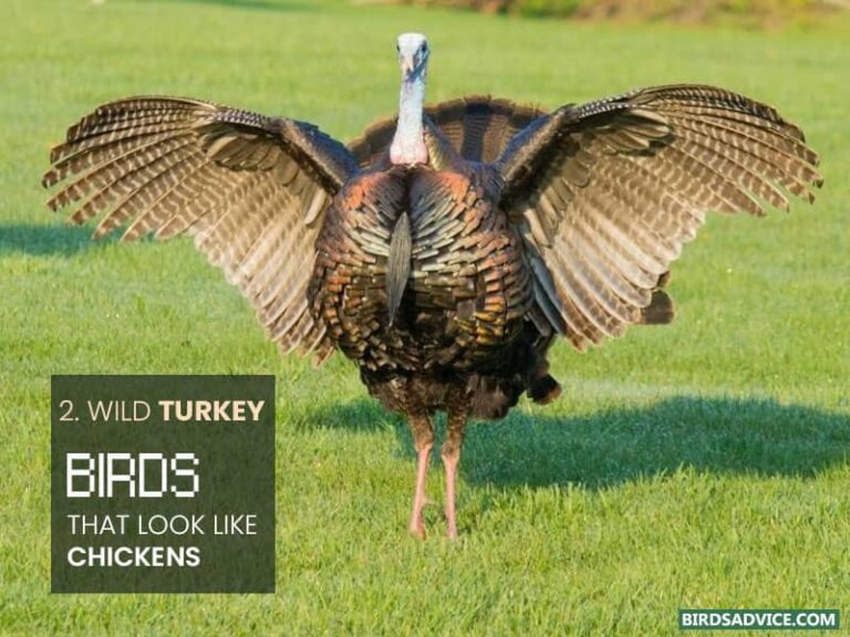 10 Birds That Look Like Chickens | Birds Advice