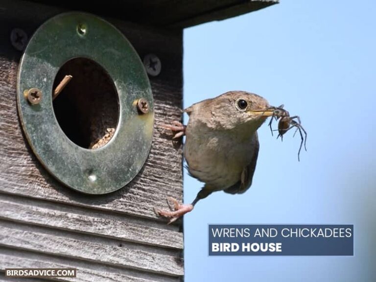 Best Bird Houses For Cardinal, Wren And More | Birds Advice