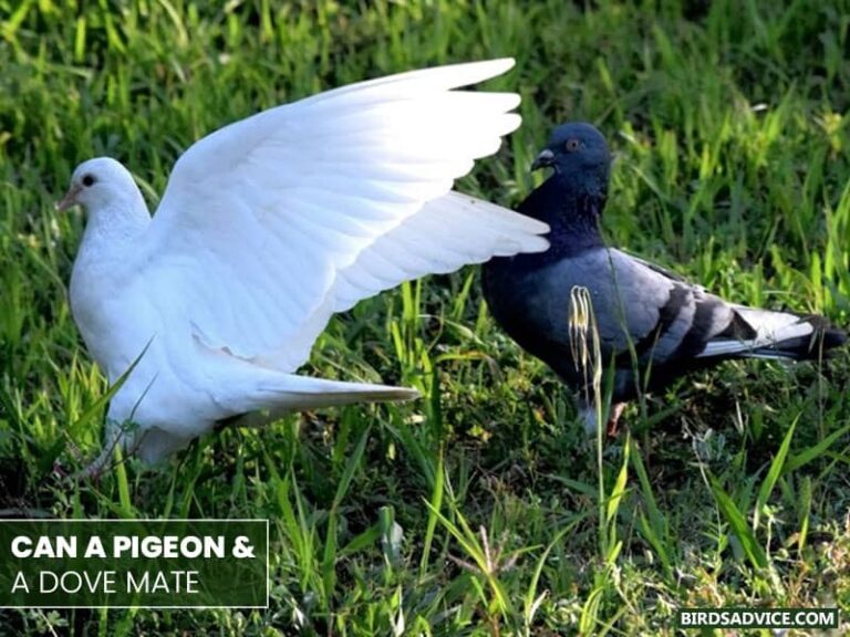 Why Are Doves Always In Pairs? Birds Advice