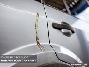 Why Do Birds Keep Pooping On My Car? Birds Advice