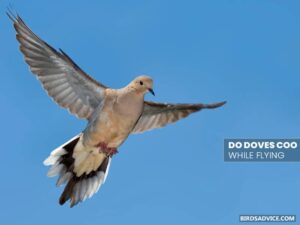 Why Do Mourning Doves Coo? Birds Advice