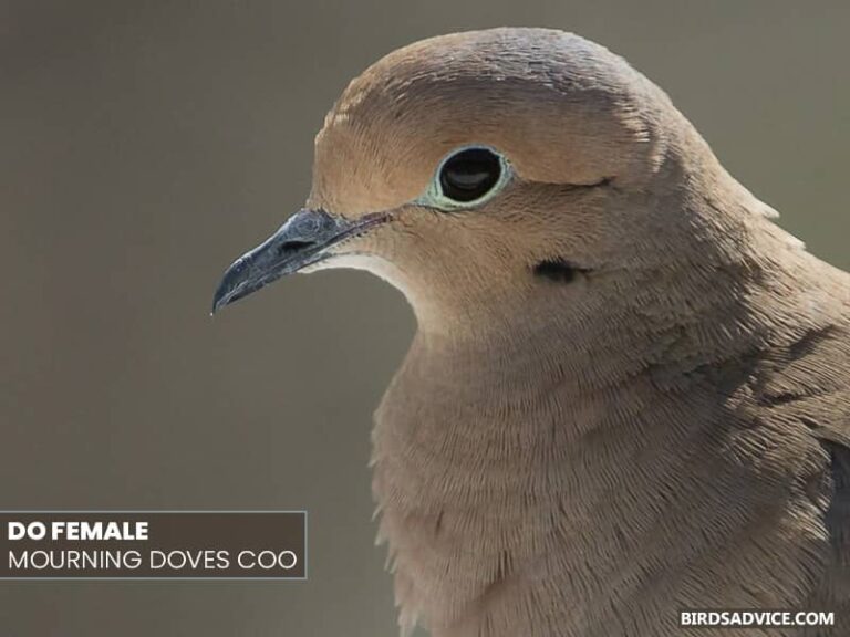 Why Do Mourning Doves Coo? Birds Advice