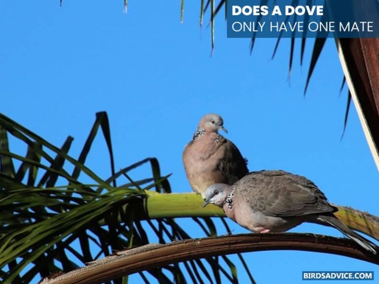 Why Are Doves Always In Pairs? Birds Advice