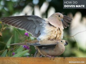 Why Are Doves Always In Pairs? Birds Advice
