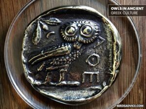 Why Are Owls Considered Wise? Birds Advice