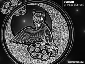 Why Are Owls Considered Wise? Birds Advice