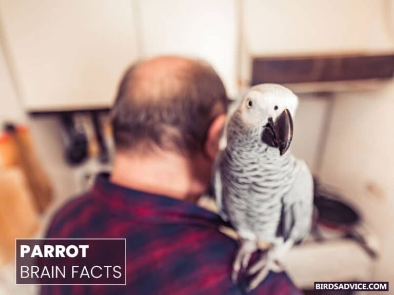 Why Are African Grey Parrots So Smart? Birds Advice