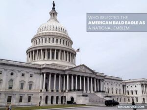 Why Is The Bald Eagle A Symbol Of America? Birds Advice