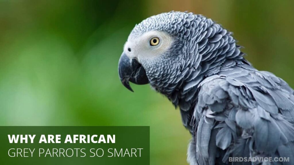 Why Are African Grey Parrots So Smart? Birds Advice