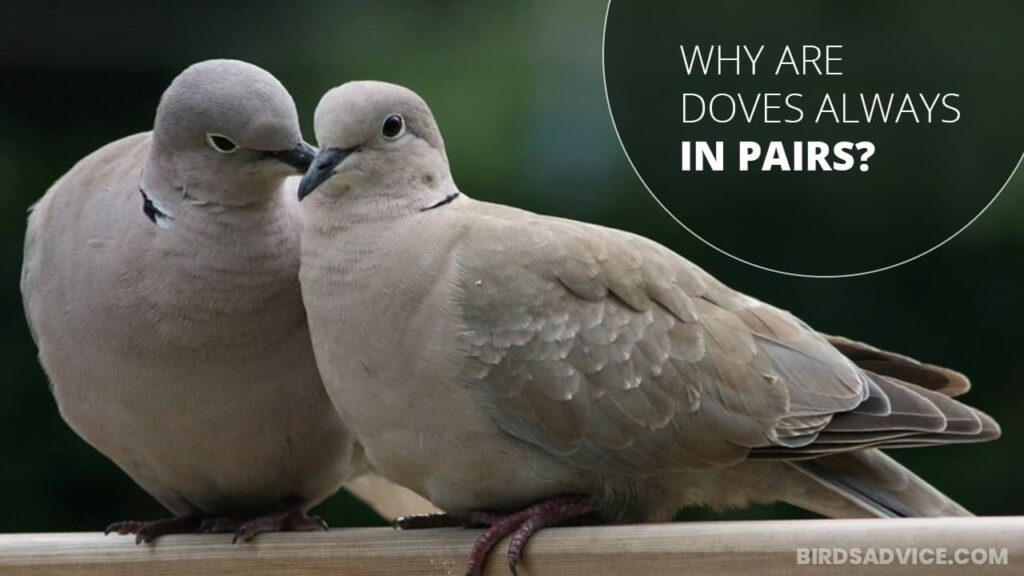 Why Are Doves Always In Pairs? Birds Advice