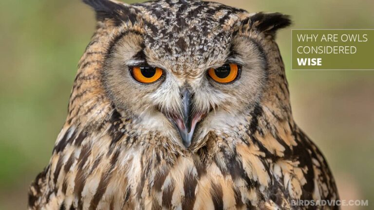 Why Are Owls Considered Wise? Birds Advice