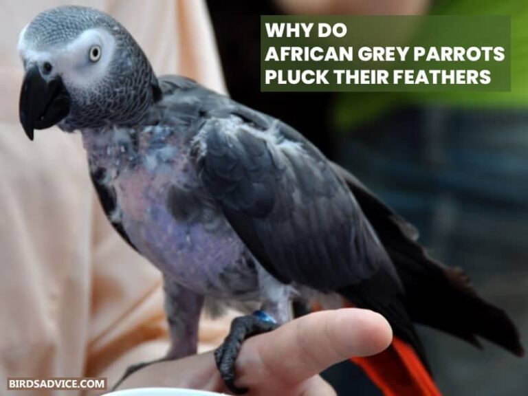 Why Do African Greys Pluck Their Feathers? Birds Advice
