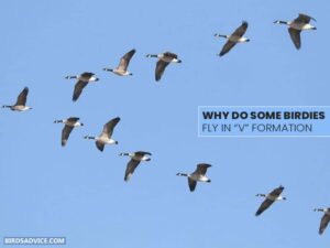 Why Do Birds Fly In Circles? Birds Advice