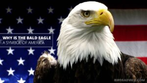 Why Is The Bald Eagle A Symbol Of America? Birds Advice