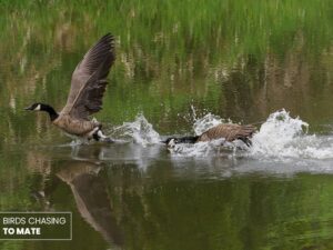 Why Do Birds Chase Each Other? Birds Advice