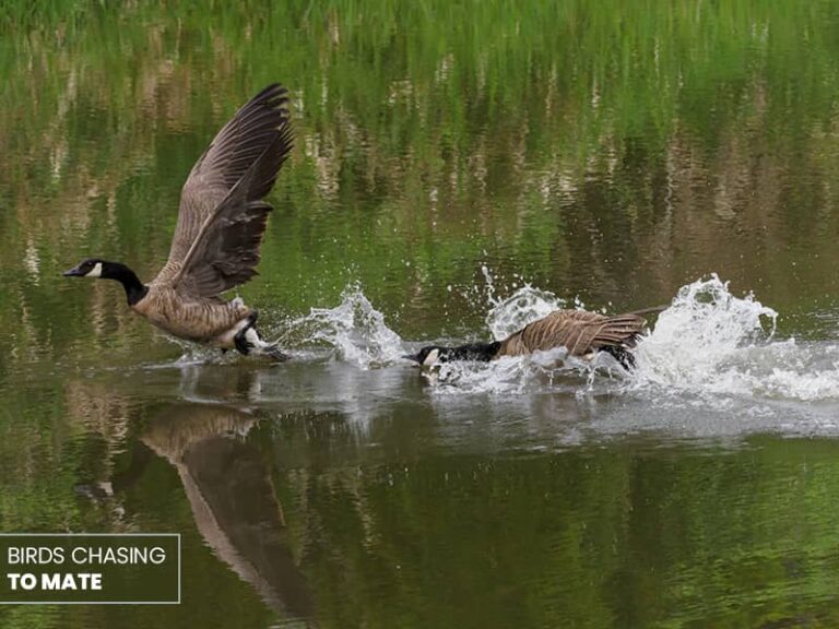 Why Do Birds Chase Each Other? Birds Advice