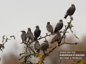 Why Is The European Starling A Problem? Birds Advice