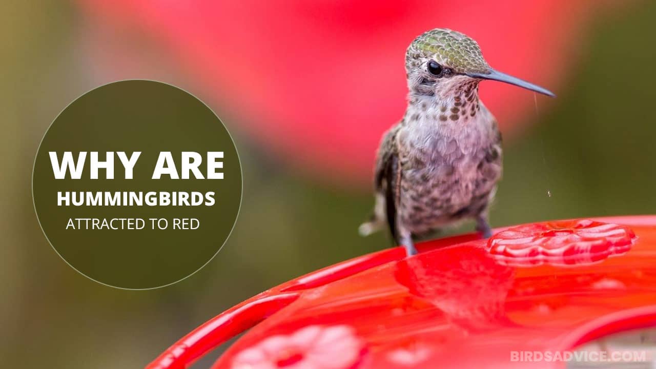 What Color Are Hummingbirds Most Attracted To Vickey Draper
