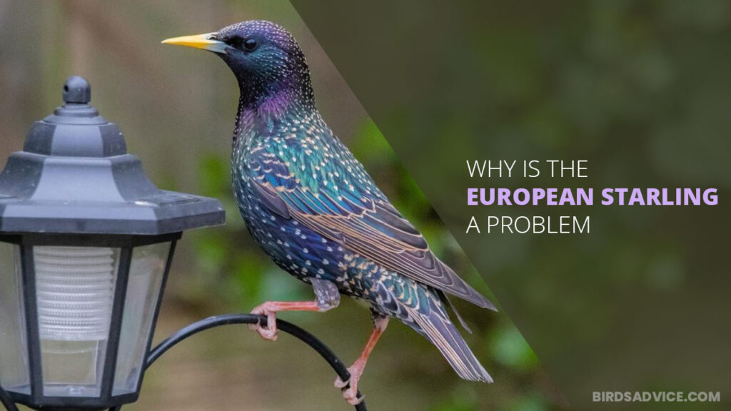Why Is The European Starling A Problem? Birds Advice