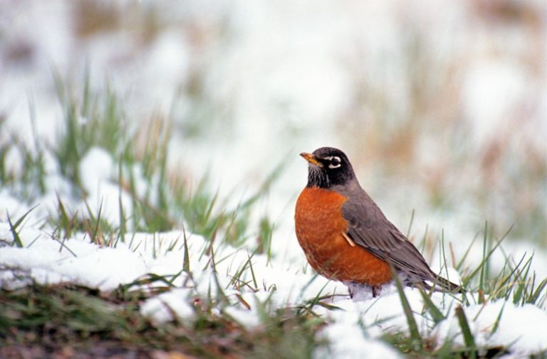 25 Orange Birds in North America (Inc. Awesome Photos)