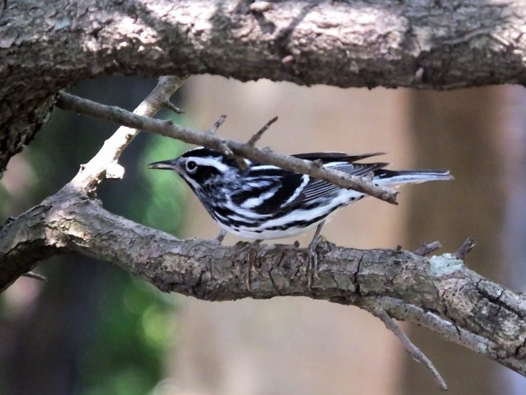 21 Gray Birds in North America (Inc. Awesome Photos)