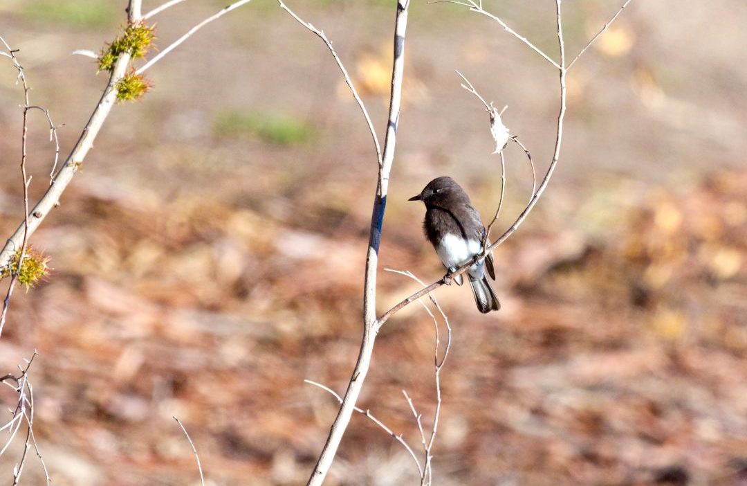 21 Gray Birds in North America (Inc. Awesome Photos)
