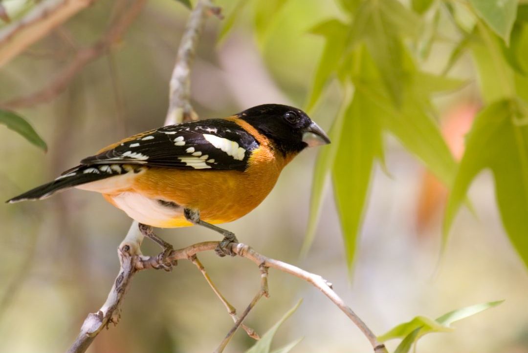 25 Orange Birds in North America (Inc. Awesome Photos) - Birds Advice