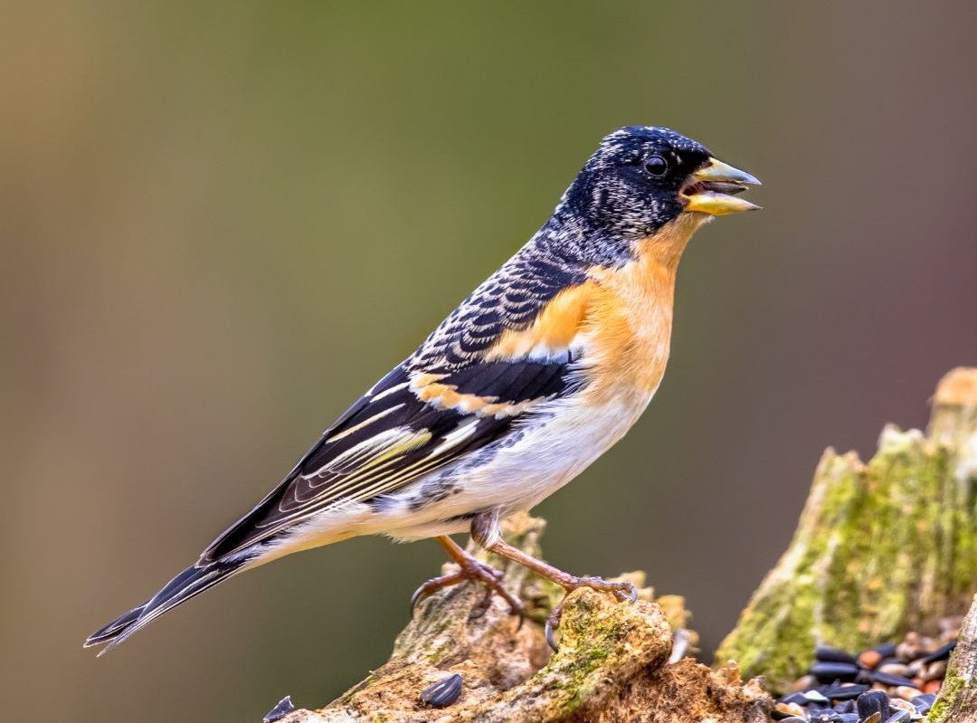 25 Orange Birds in North America (Inc. Awesome Photos)