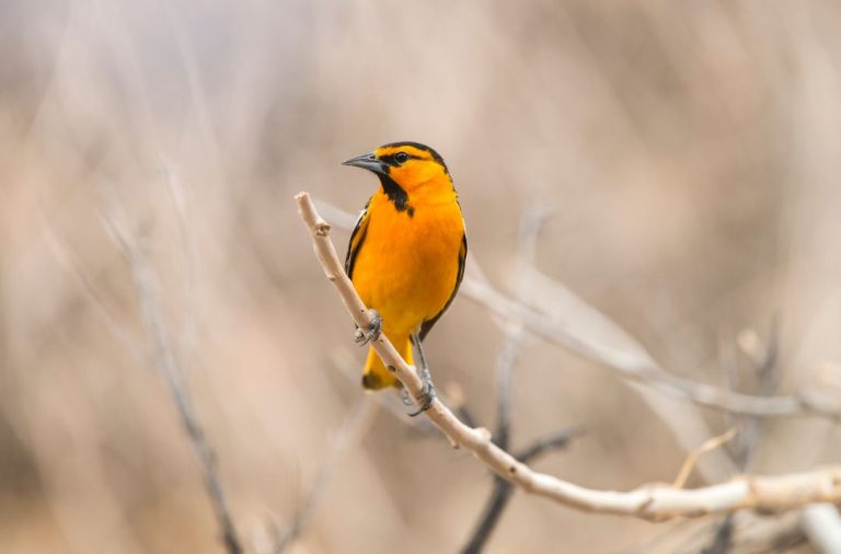 25 Orange Birds in North America (Inc. Awesome Photos)