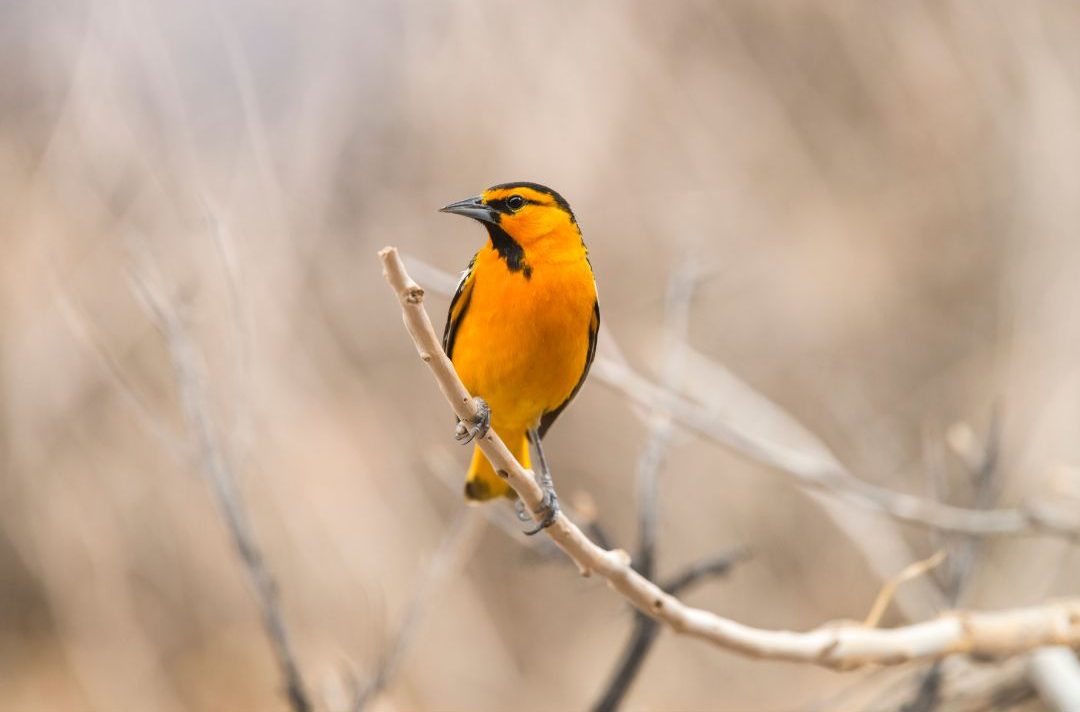 18 Birds That Are Orange And Black (Inc. Awesome Photos)
