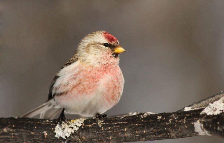11 Small Birds With Red Breasts (Inc. Awesome Photos) - Birds Advice