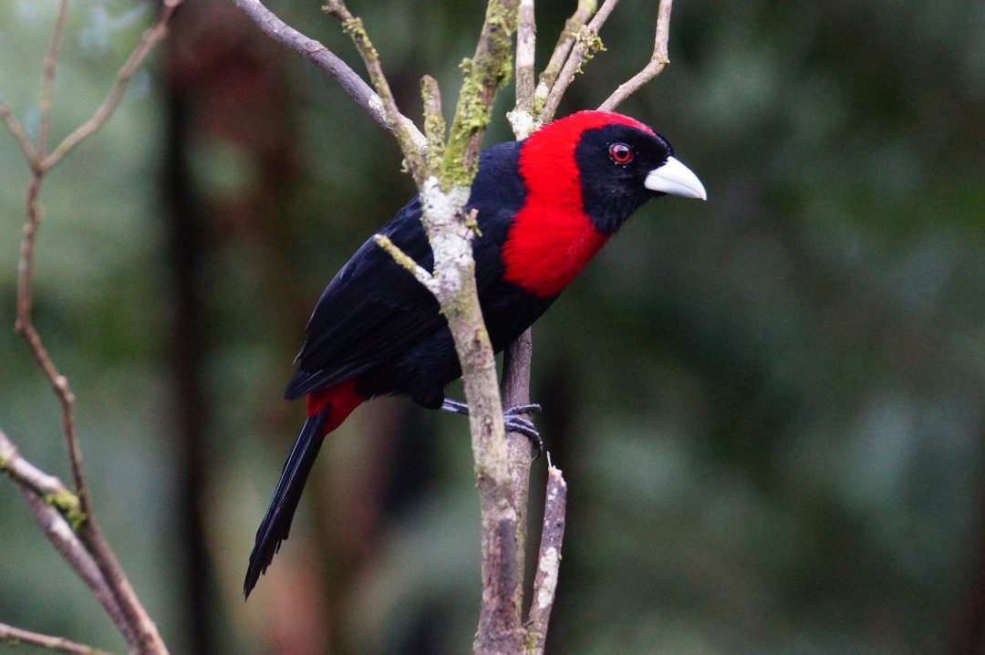 11 Birds That Are Red And Black (Inc. Awesome Photos)