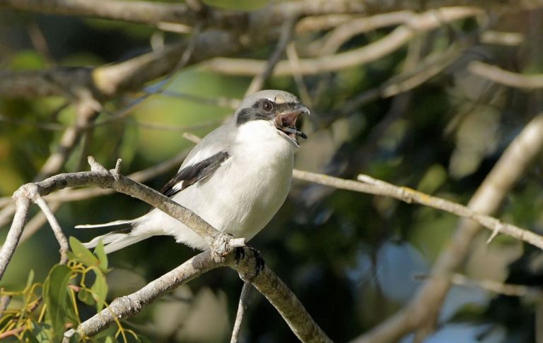 21 Gray Birds in North America (Inc. Awesome Photos)