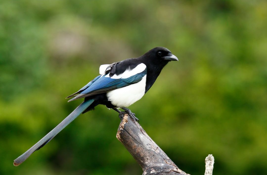 12 Small Black And White Birds (Inc. Awesome Photos) - Birds Advice