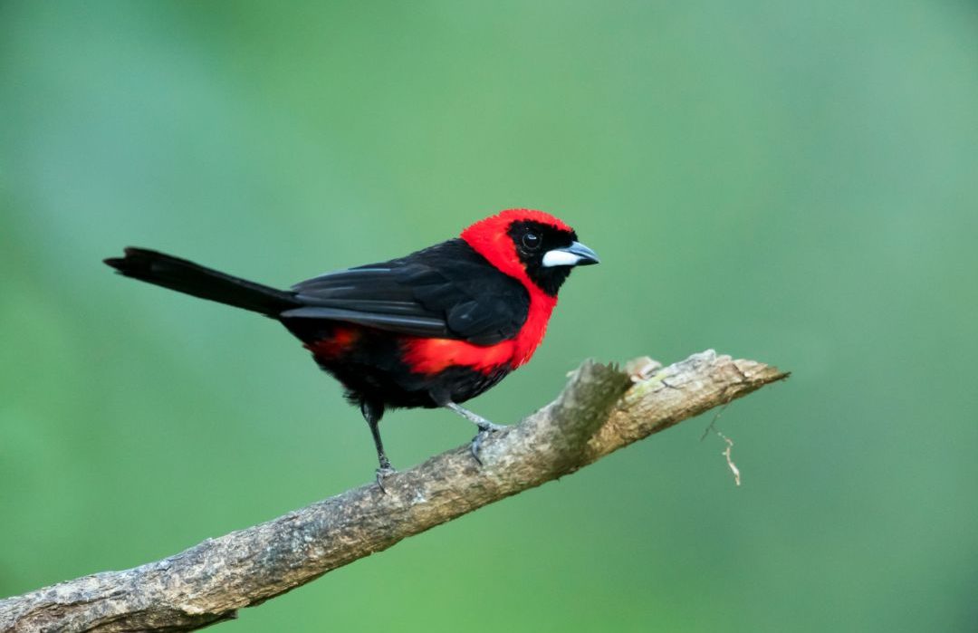 11 Birds That Are Red And Black (Inc. Awesome Photos)