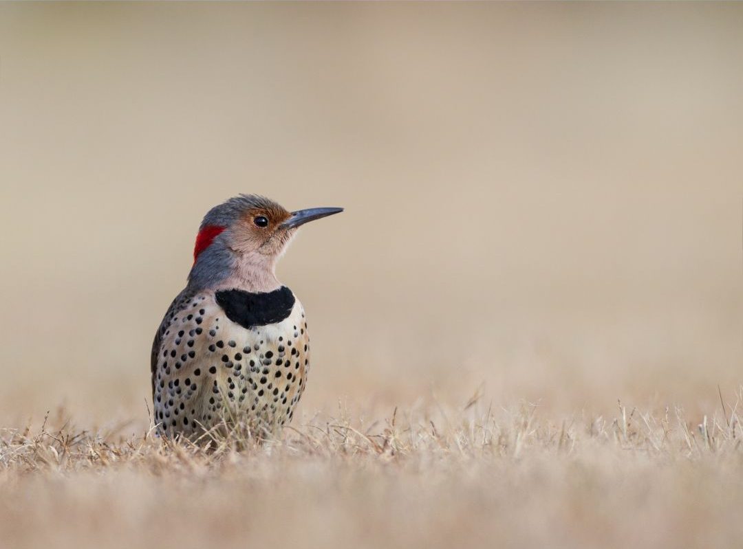 34 Backyard Birds of the Pacific Northwest (Inc. Awesome Photos ...
