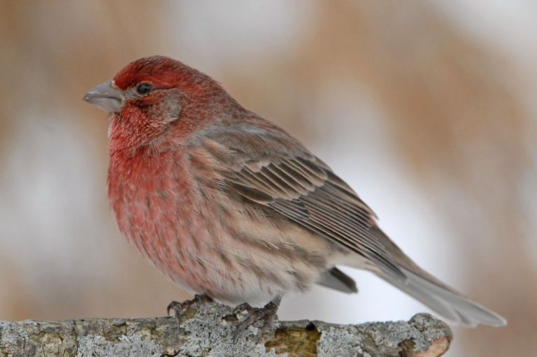 11 Small Birds With Red Breasts (Inc. Awesome Photos) - Birds Advice
