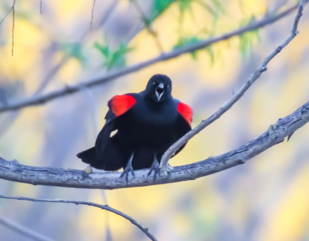 34 Backyard Birds of the Pacific Northwest (Inc. Awesome Photos ...