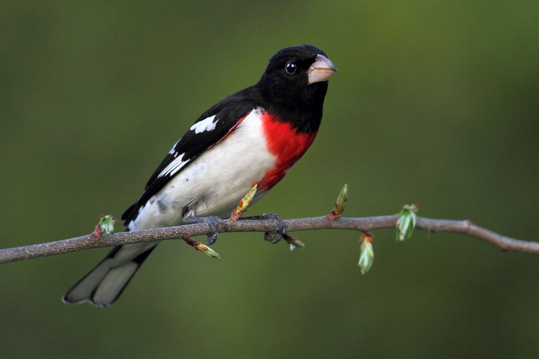 11 Small Birds With Red Breasts (Inc. Awesome Photos) - Birds Advice