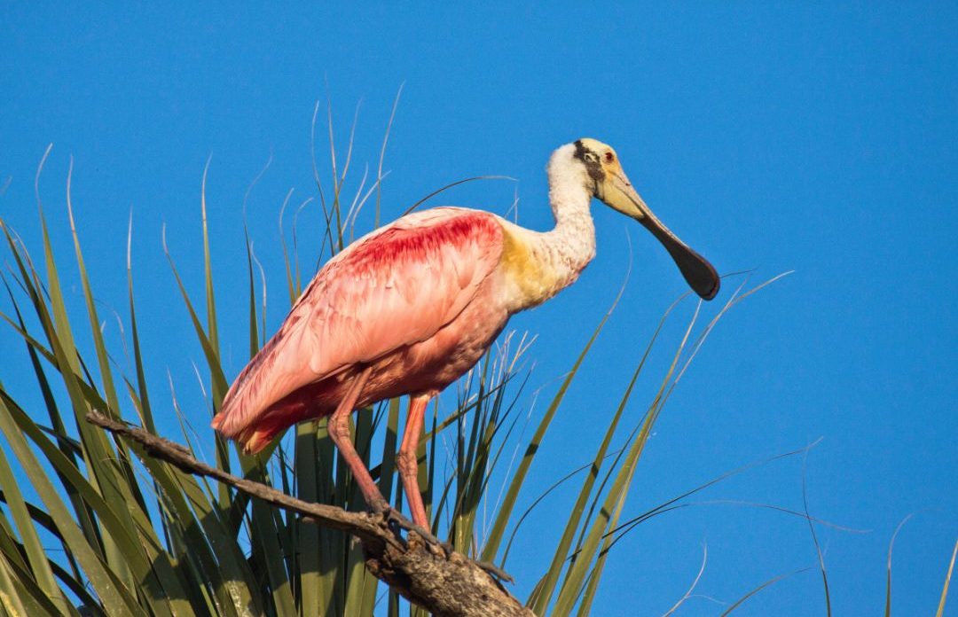 16 Types of Florida Beach Birds (Inc. Awesome Photos)