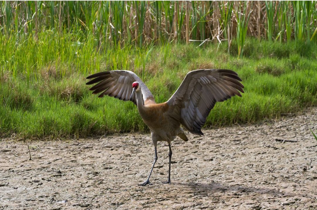 22 Birds with Long Necks and Legs (Inc. Awesome Photos)
