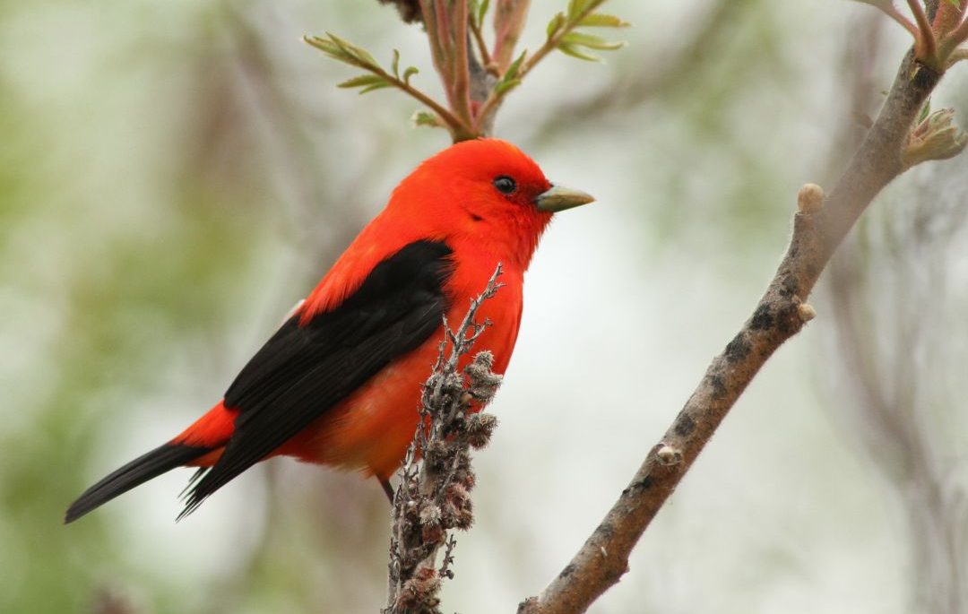 11 Birds That Are Red And Black (Inc. Awesome Photos)